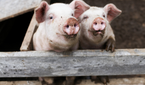 Anitox | Security Through Science